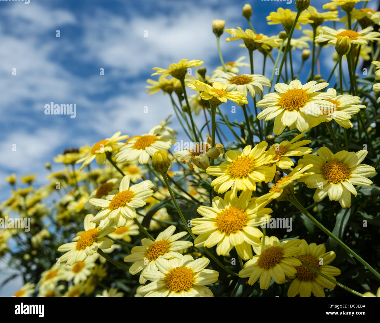 Yellow daisies against blue sky hi-res stock photography and images - Alamy