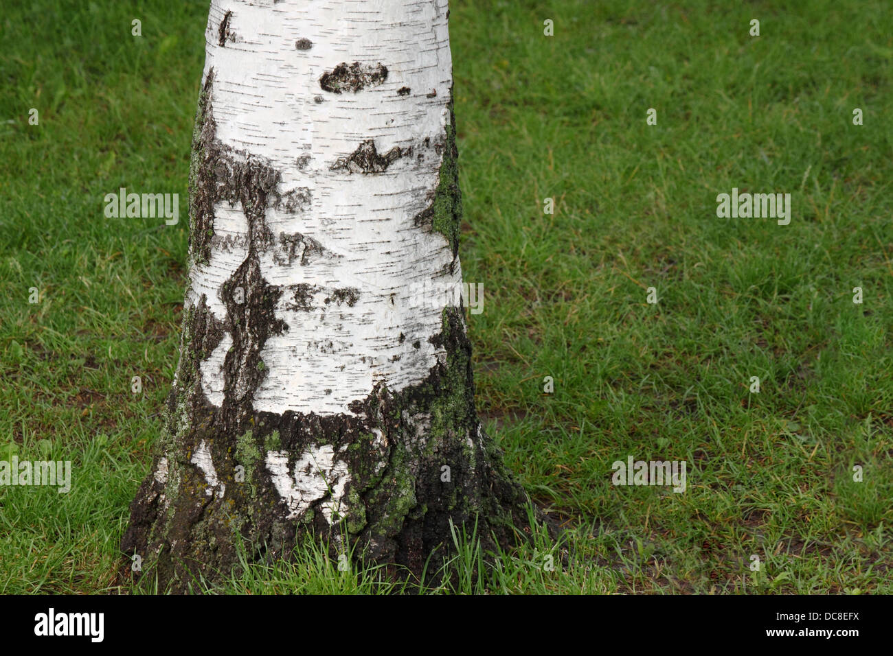 Tree trunk up close hi-res stock photography and images - Alamy