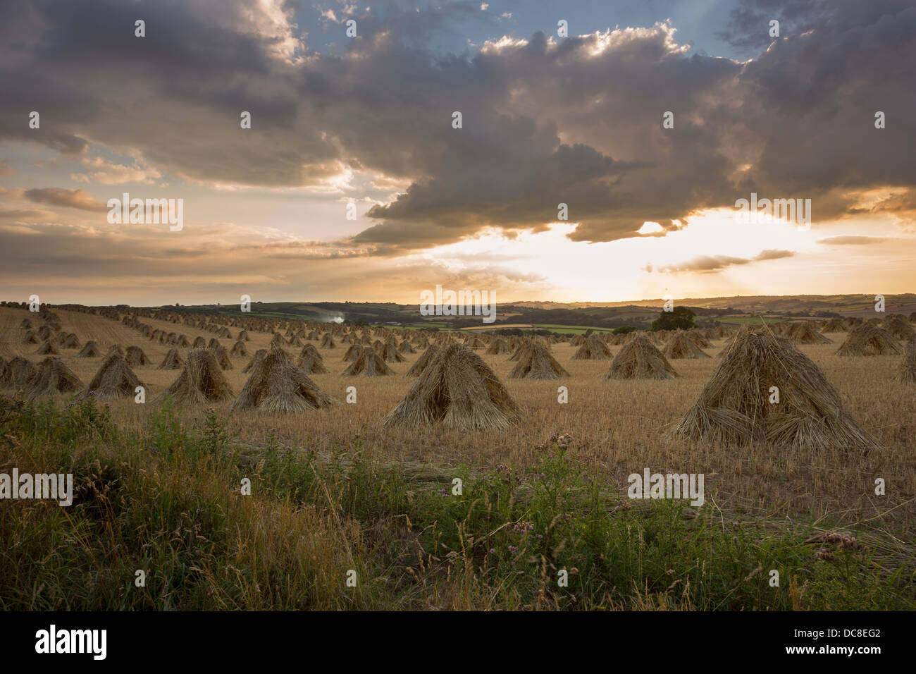 Barley stooks hi-res stock photography and images - Alamy