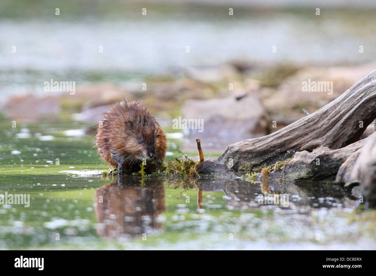 Muskrat, Ondatra (Ondatra zibethicus) at lake Baikal, Siberia, Russia Stock Photo - Alamy