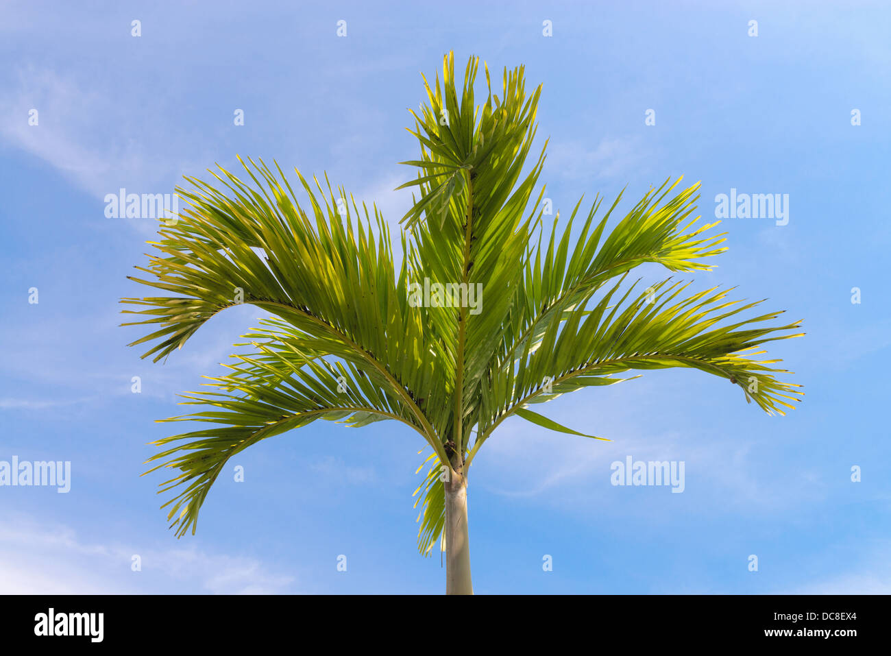 One nice palm tree in the blue sunny sky Stock Photo - Alamy