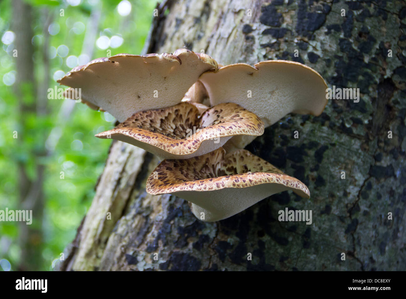 Image of bracket fungi hi-res stock photography and images - Alamy