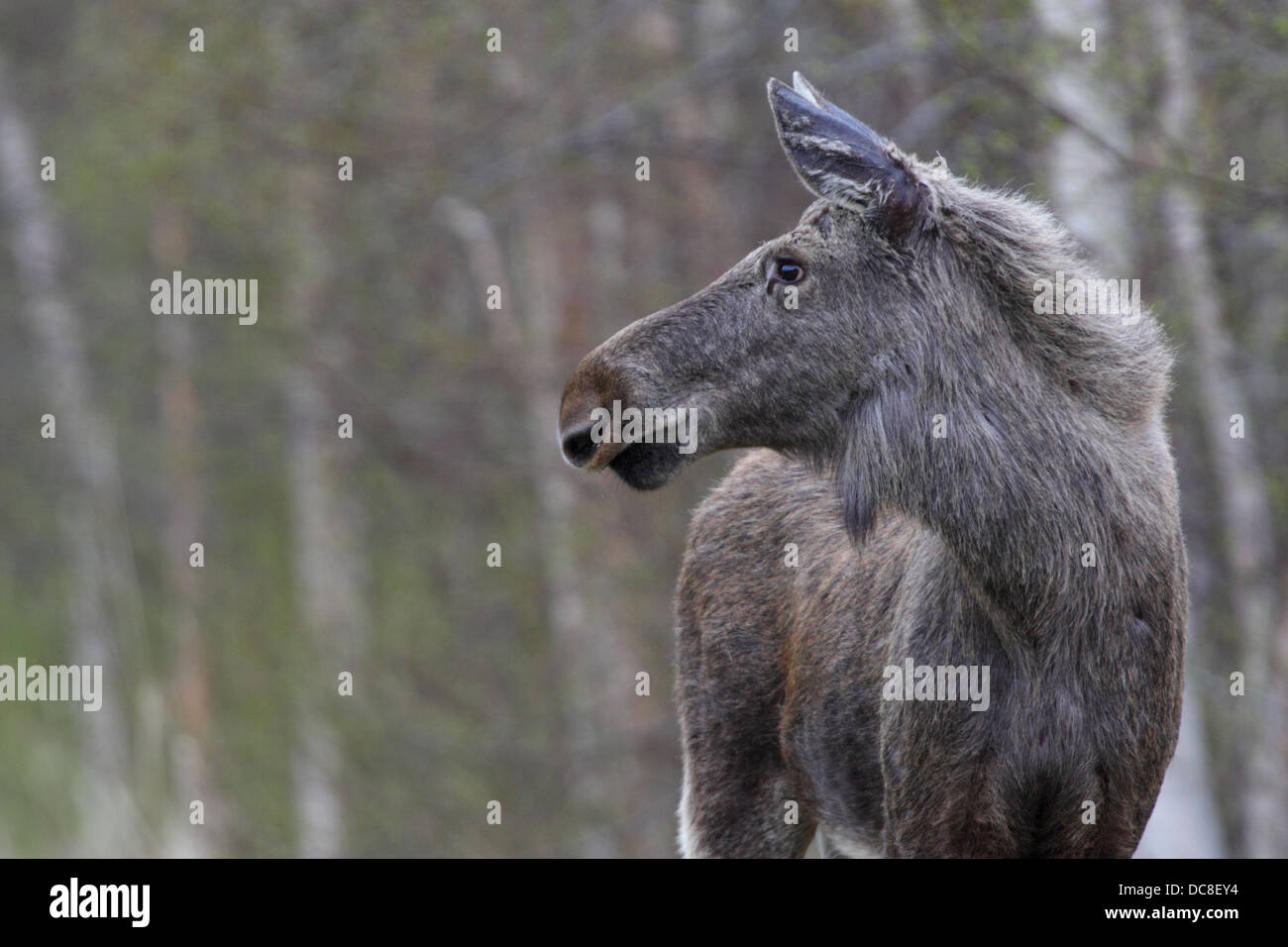 Moose matsalu national park hi-res stock photography and images - Alamy