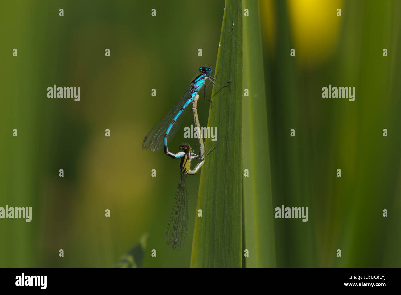 Common Blue Damselfly, Enallagma cyathigerum, pair in-wheel, mating ...