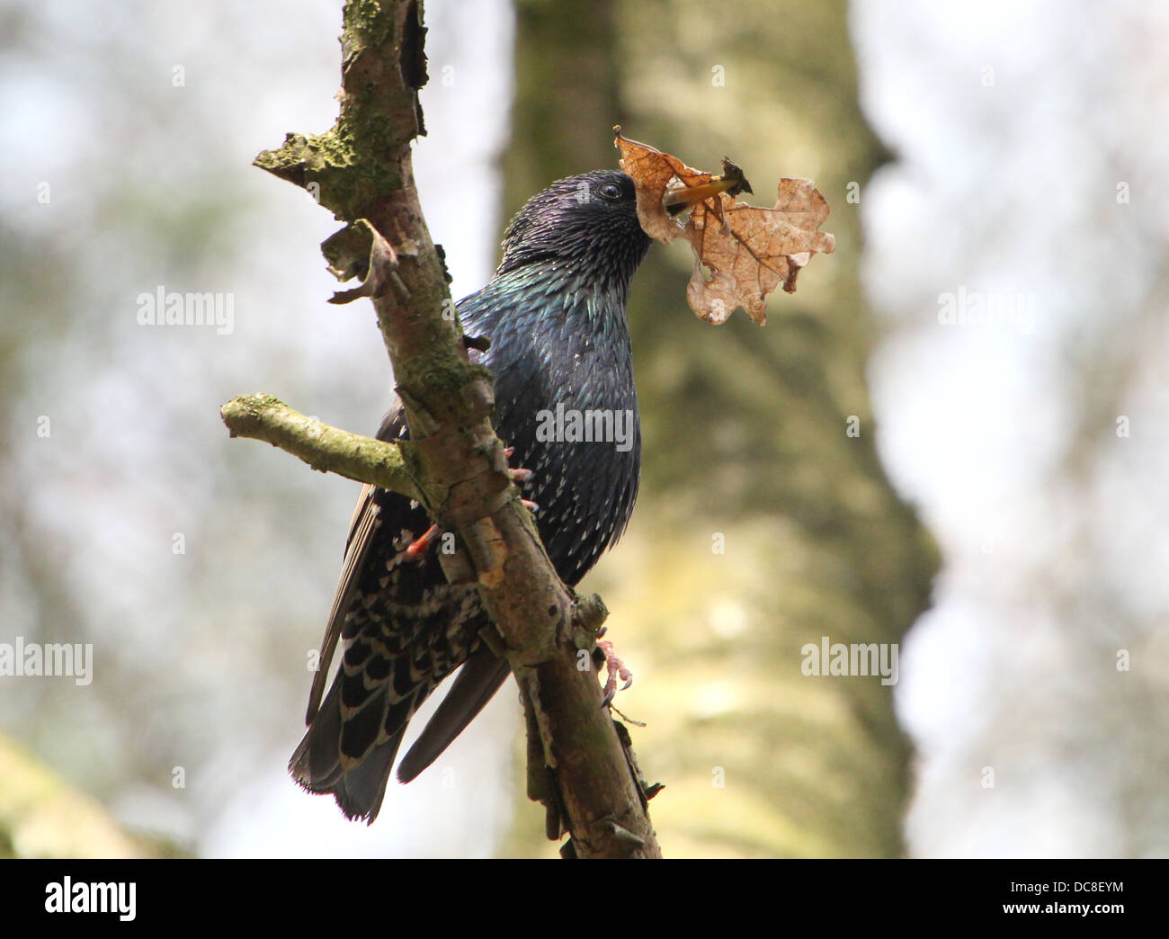 Posing starling hi-res stock photography and images - Alamy