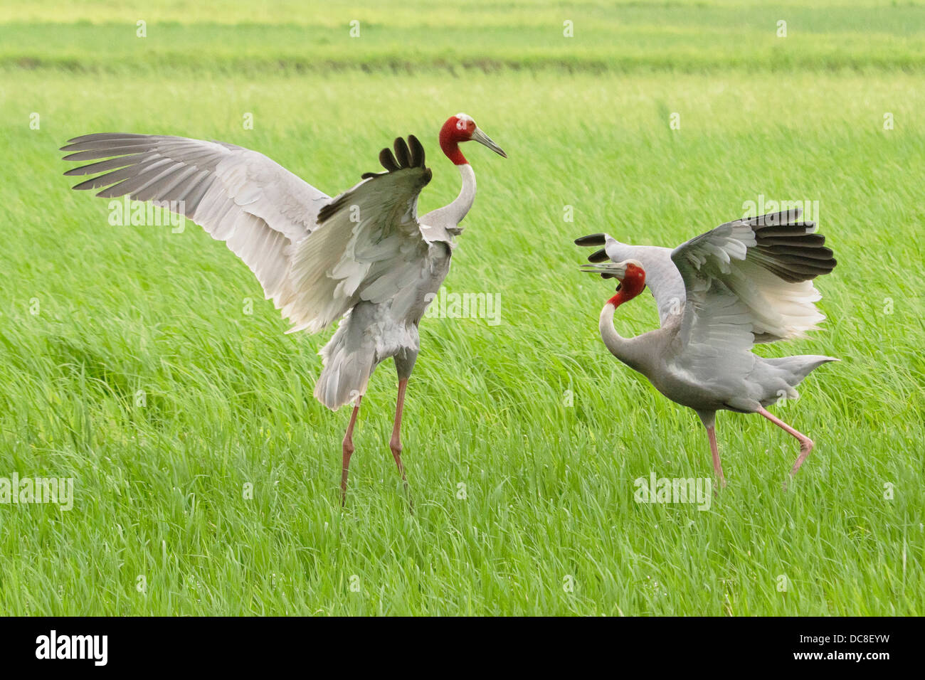 Sarus crane grus antigone pair hi-res stock photography and images - Alamy