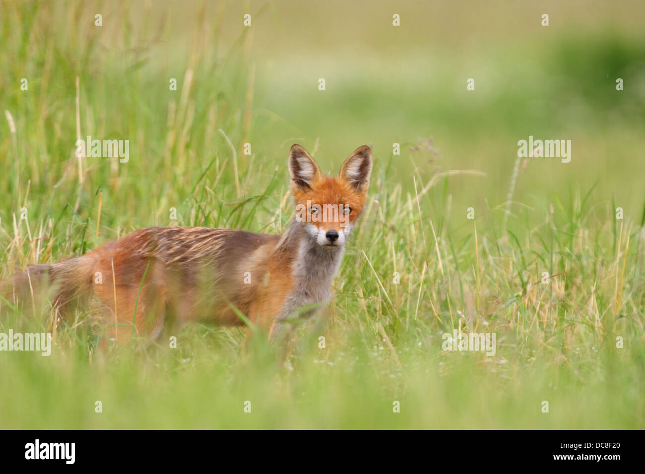 Adult red fox hi-res stock photography and images - Alamy
