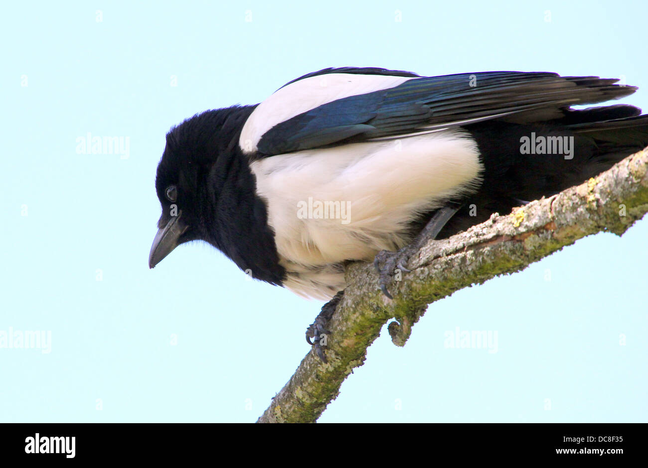 Pica pica in a tree hi-res stock photography and images - Alamy