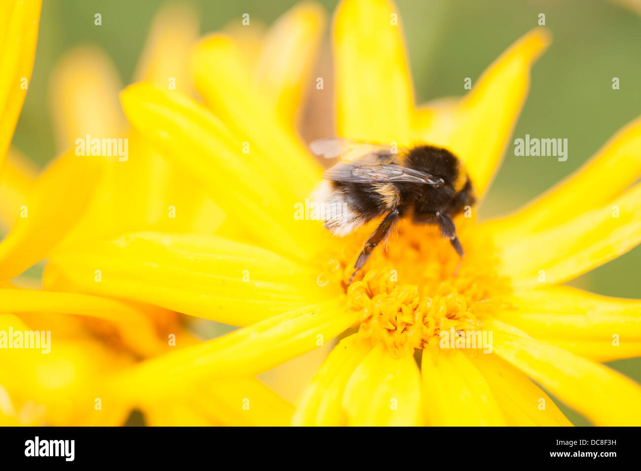 Buff tailed bumblebee worker hi-res stock photography and images - Alamy