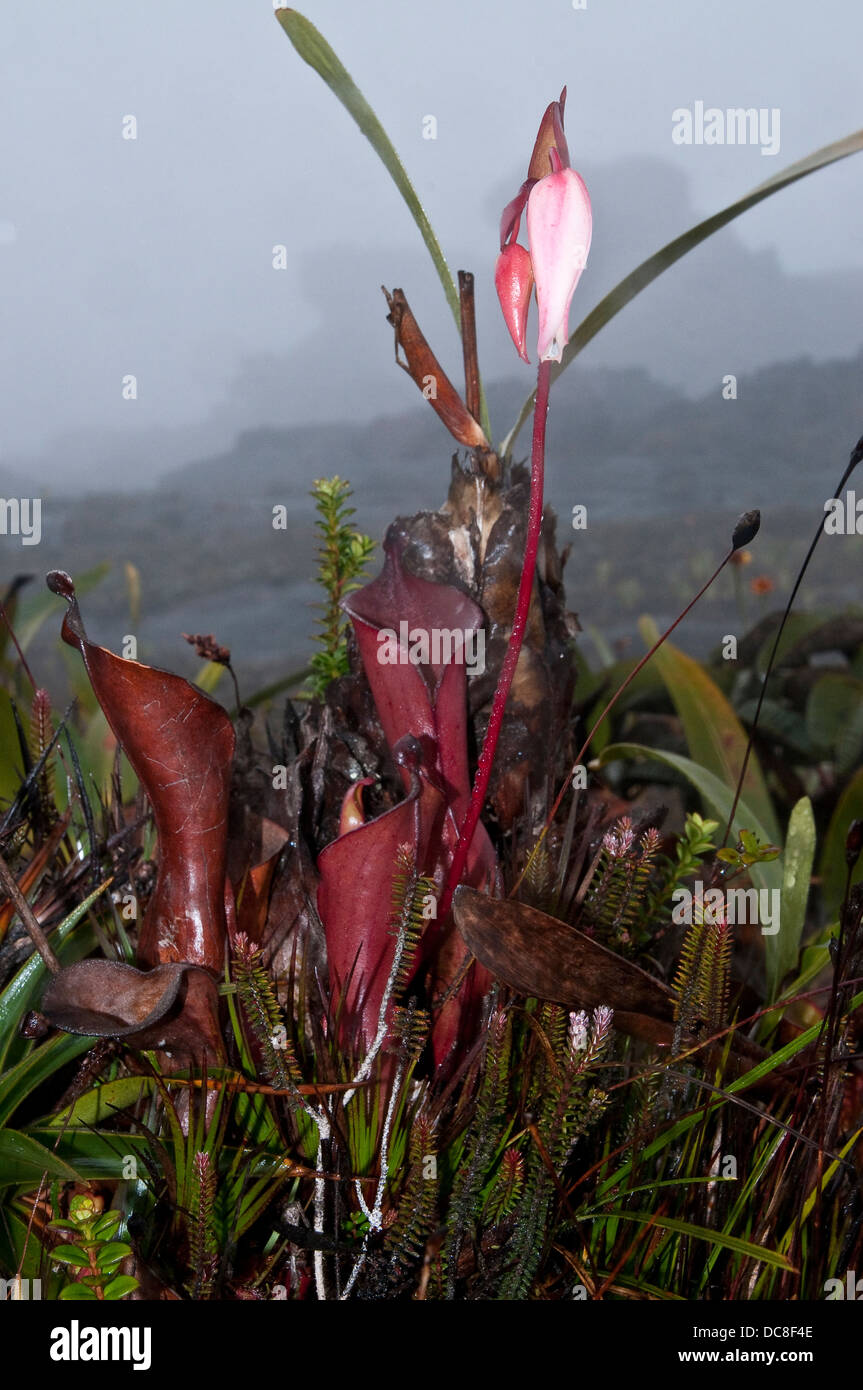 Heliamphora nutans ( Sarracenia nutans ), carnivorous plant a species ...