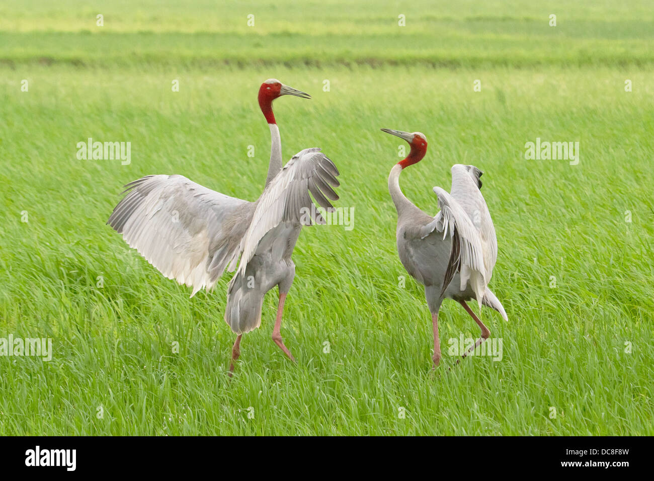Sarus Crane (Grus antigone ) courtship display Stock Photo - Alamy
