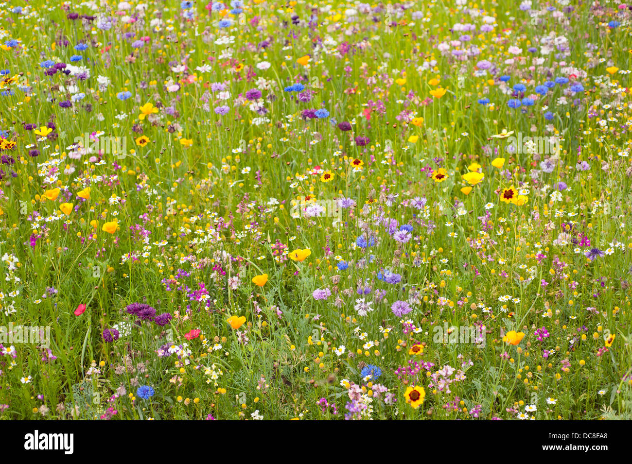 Colourful meadow flowers in summer Stock Photo - Alamy