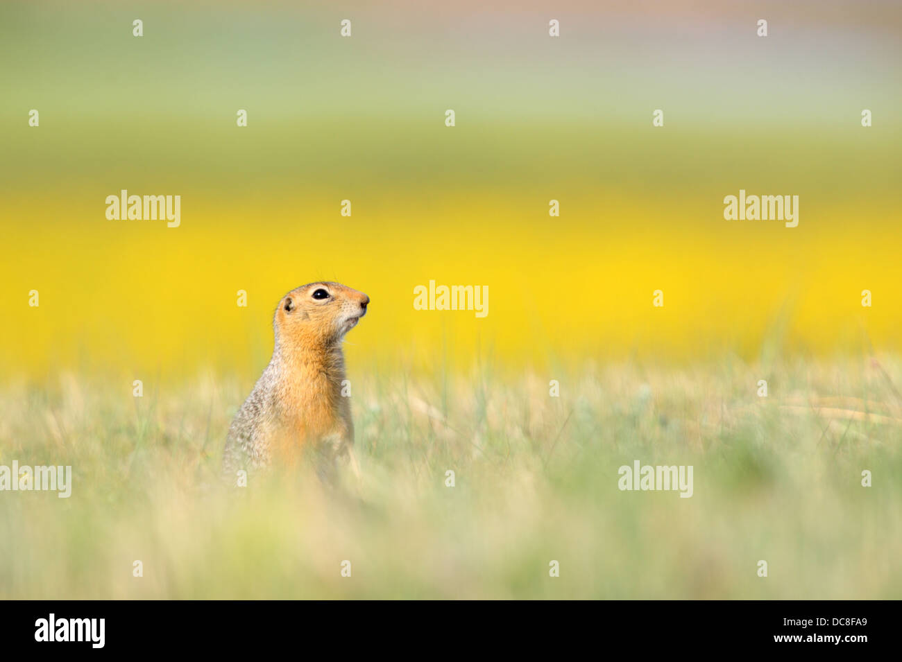 Long-tailed Ground Squirrel (Spermophilus undulatus), Baikal, Siberia ...