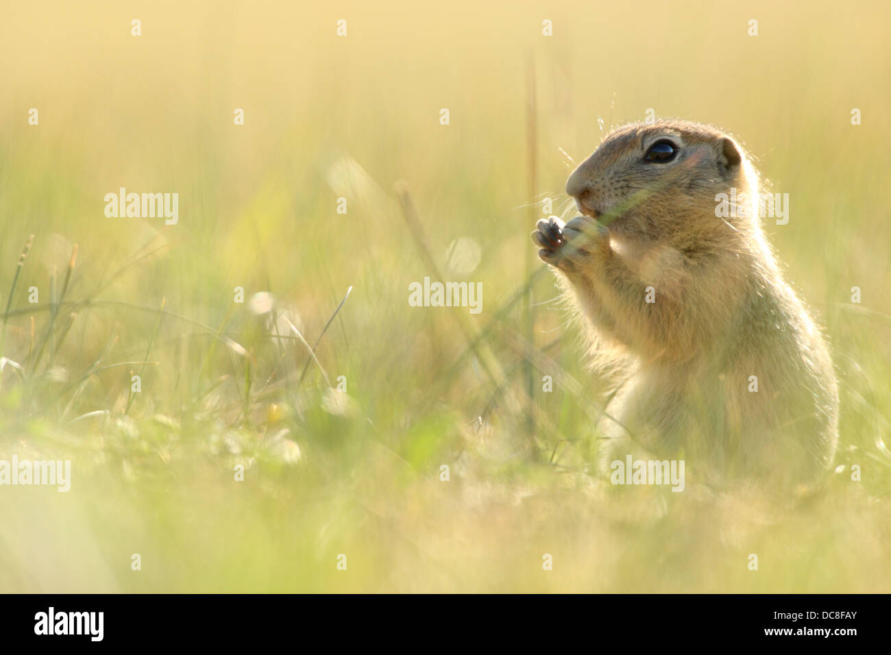 Long-tailed Ground Squirrel (Spermophilus undulatus), Baikal, Siberia ...