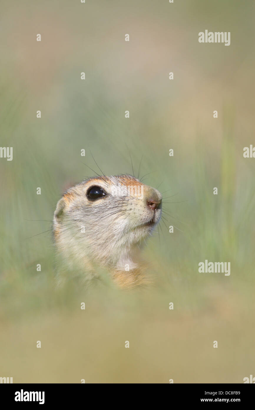 Long tailed ground squirrel hi-res stock photography and images - Alamy