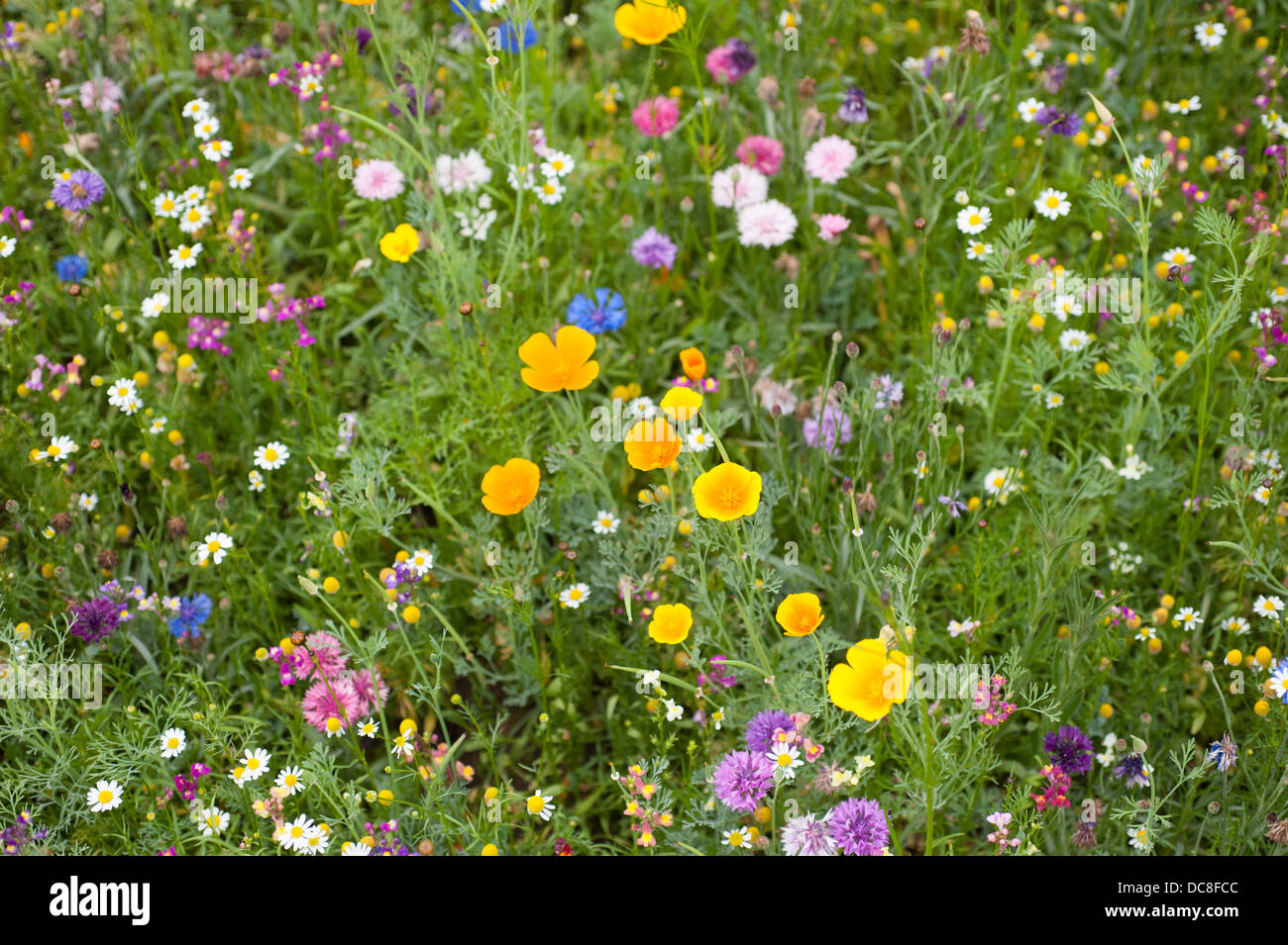 Colourful meadow flowers in summer Stock Photo - Alamy