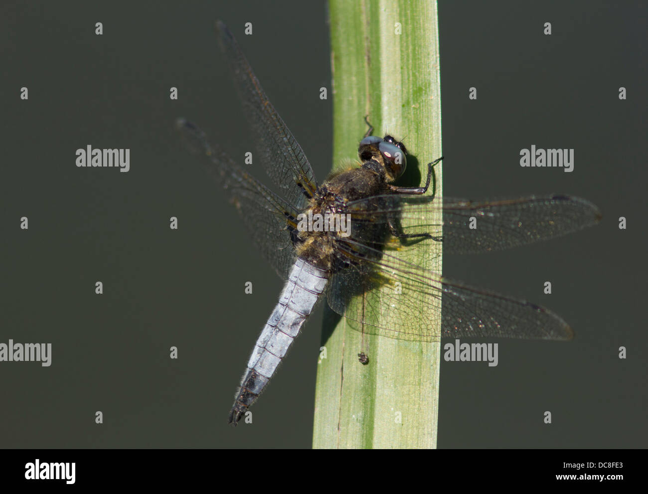 Scarce Chaser dragonfly, Libellula fulva, male Tansor, Northamptonshire ...