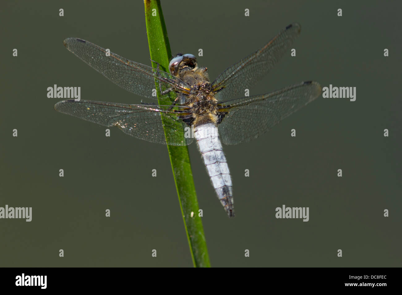 Scarce chaser dragonfly hi-res stock photography and images - Alamy