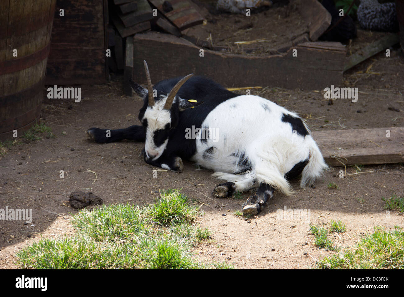Goat castle hi-res stock photography and images - Alamy
