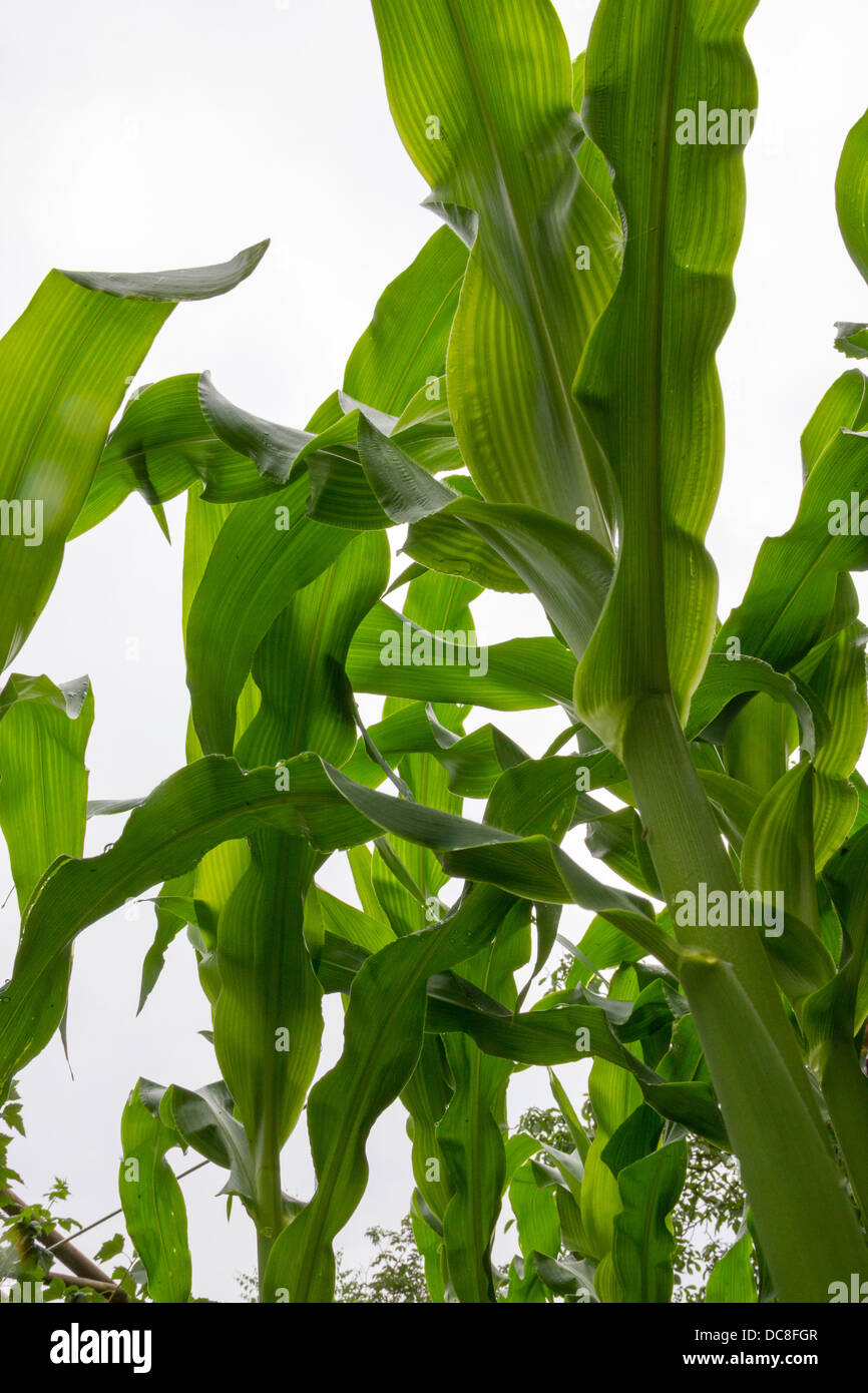 Curly plants hi-res stock photography and images - Alamy