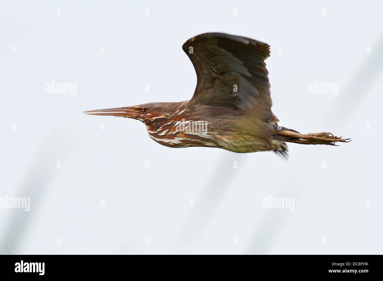 Ixobrychus flavicollis hi-res stock photography and images - Alamy