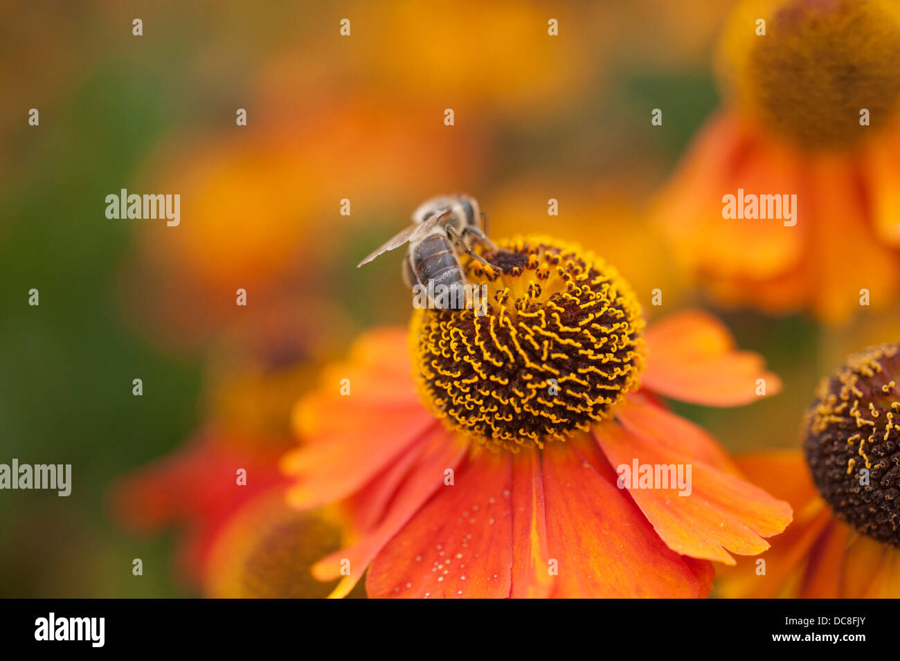 Honey bee on Helenium flower head Stock Photo - Alamy