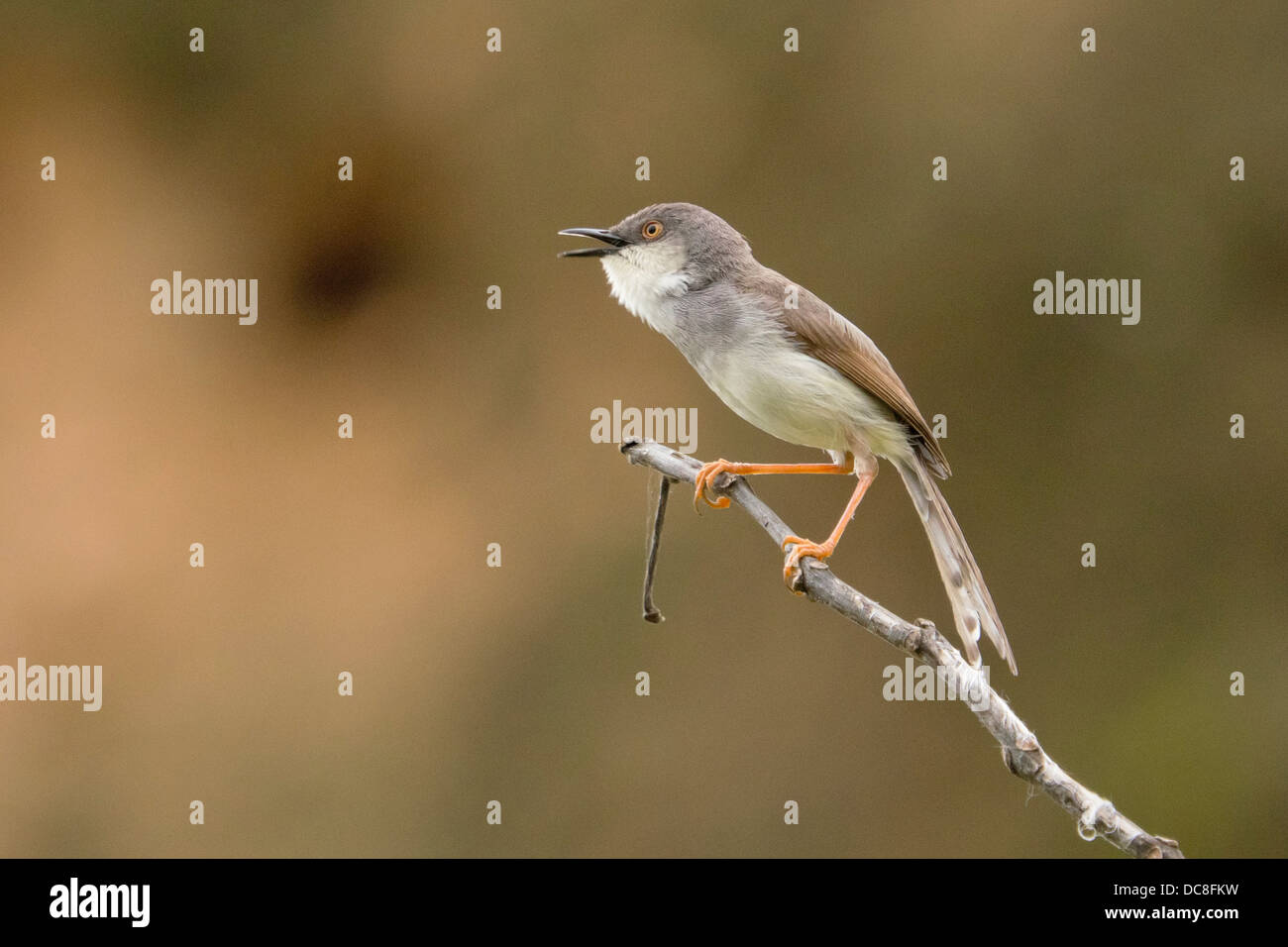 Grey-breasted Prinia (Prinia hodgsonii Stock Photo - Alamy
