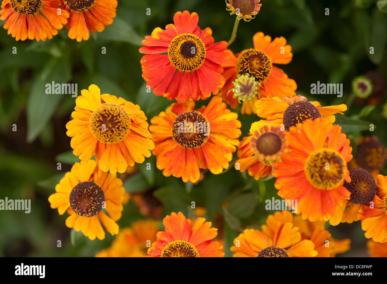 Helenium, Sahins Early Flowerer Stock Photo - Alamy