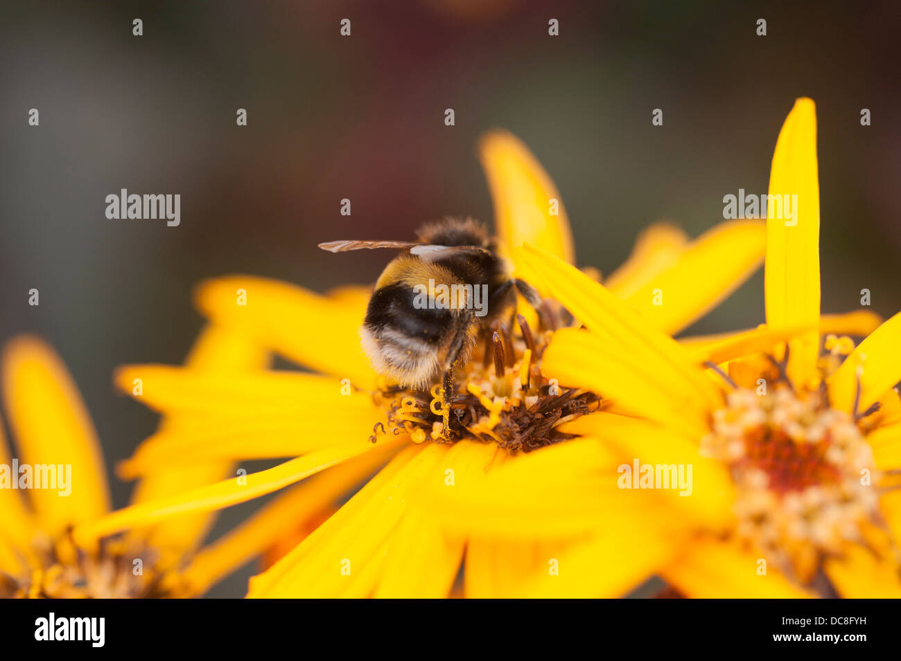 Bumblebee on yellow flower Stock Photo - Alamy