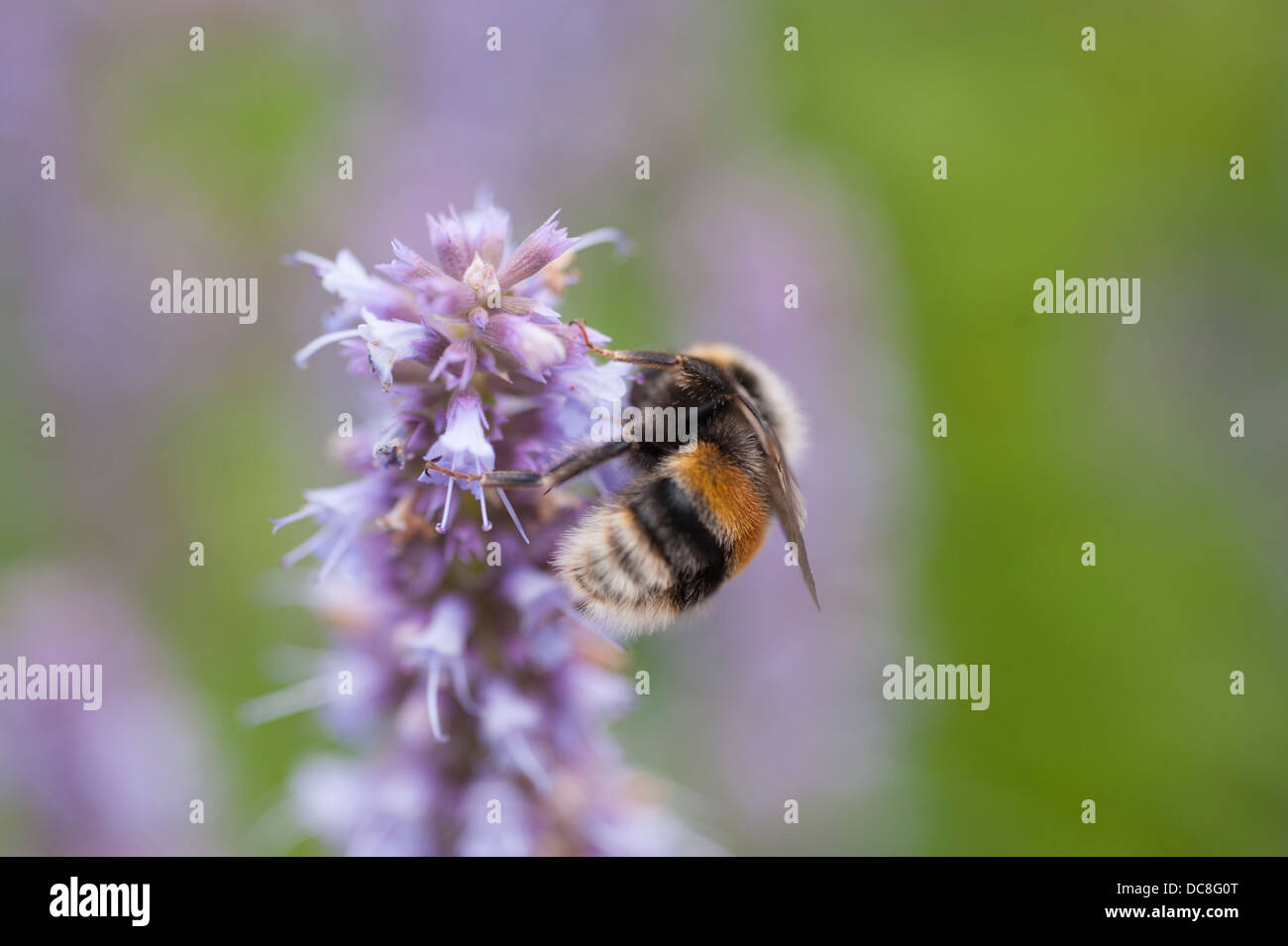 Buff tailed Bumblebee worker on Veronicastrum virginicum flower Stock ...