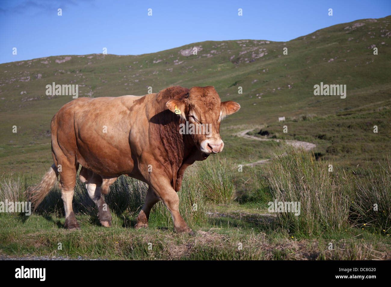 Scottish Devon bull roaming open countryside on the Isle of Skye ...