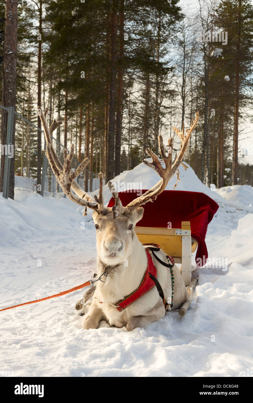 reindeer, harnessed to a sled Stock Photo - Alamy