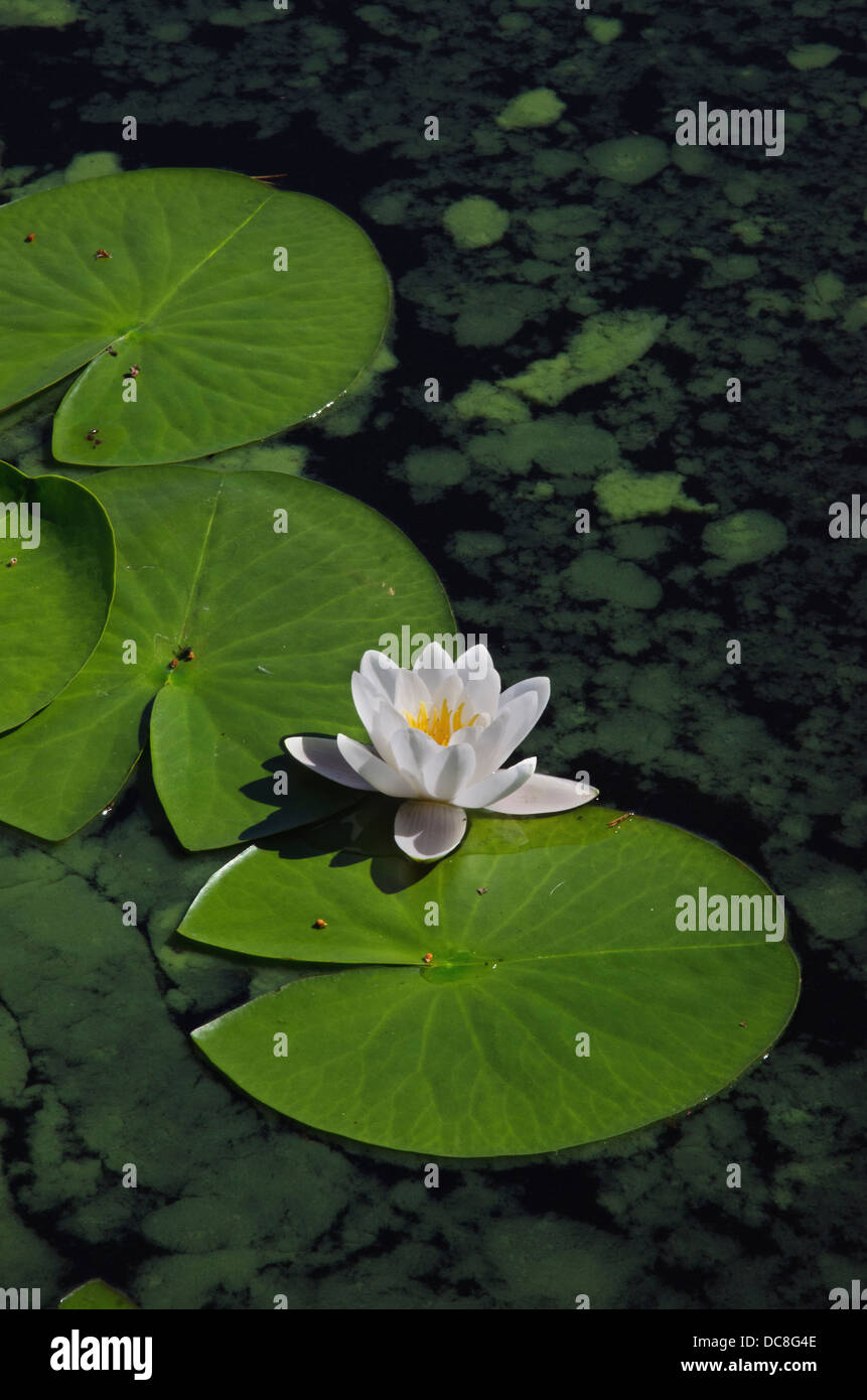 White lily yellow center hi-res stock photography and images - Alamy