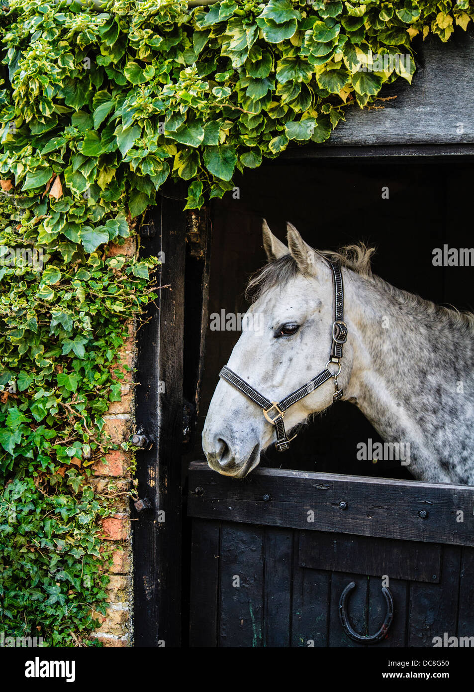 Dappled grey pony looking out over the ivy clad stable door Stock Photo ...