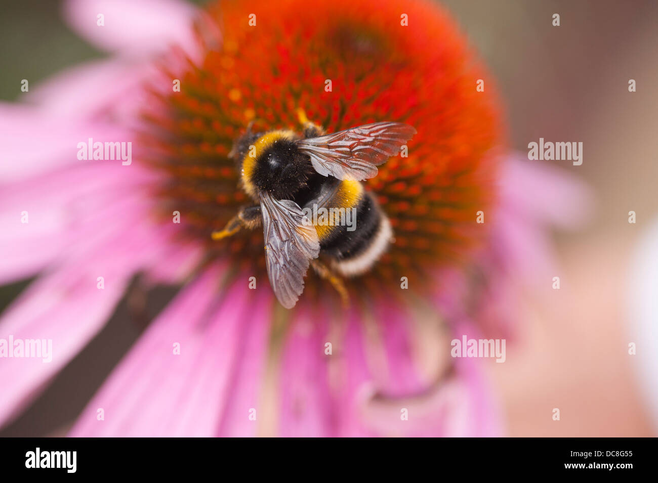 Buff tailed Bumblebee worker on Echinacea purpurea flower head Stock ...