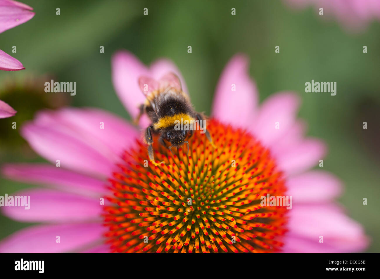 Buff tailed Bumblebee worker on Echinacea purpurea flower head Stock ...