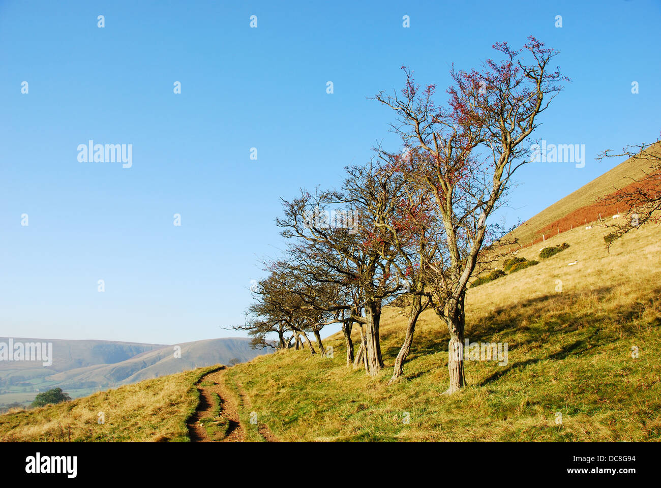 Hawthorn trees hi-res stock photography and images - Alamy
