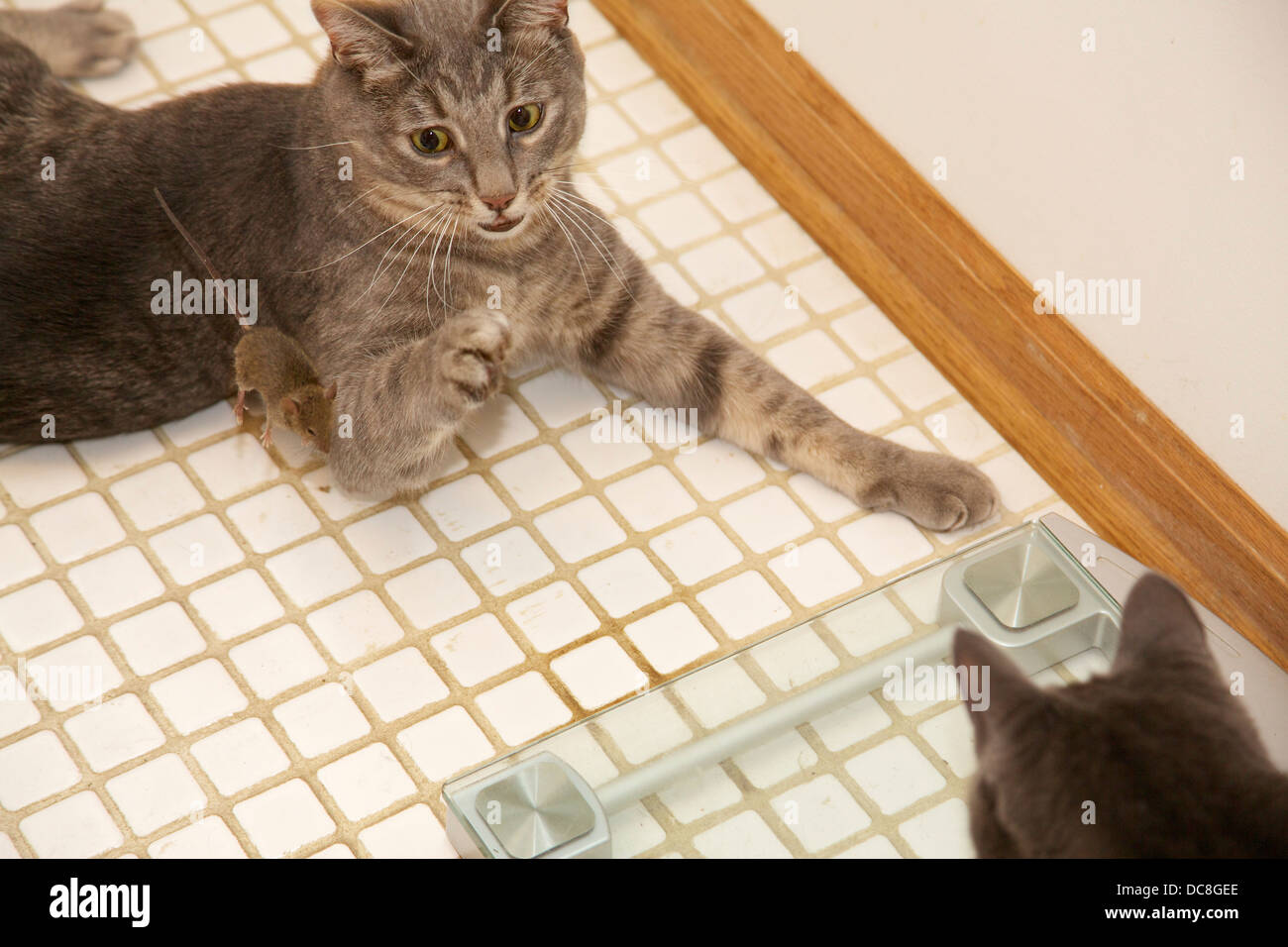 Gray tabby cat playing with captured house mouse as another cat watches ...