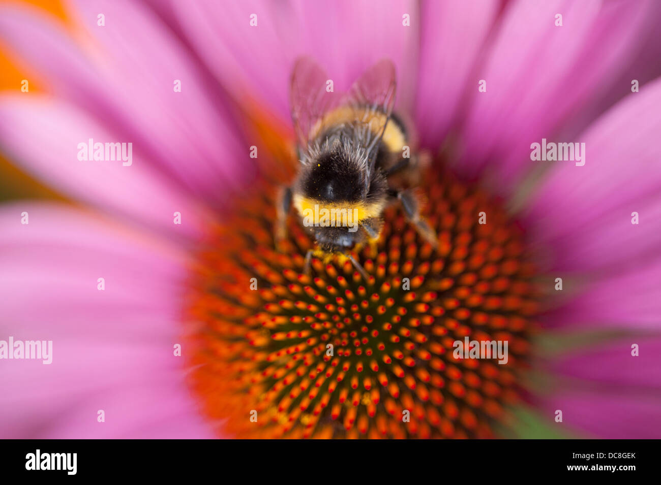 Buff tailed Bumblebee worker on Echinacea purpurea flower head Stock ...