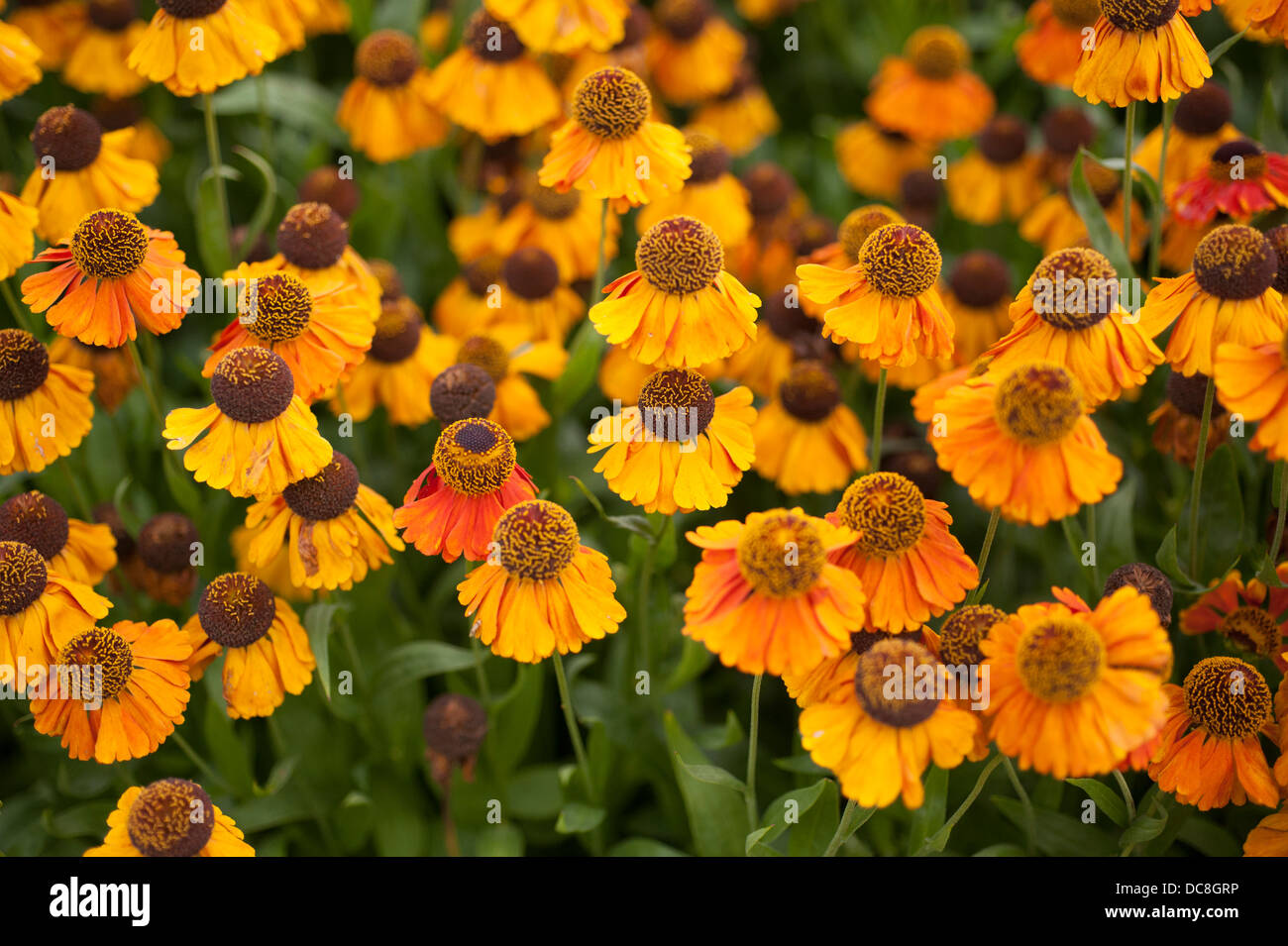 Large group of Helenium, Sahins Early Flowerer Stock Photo - Alamy