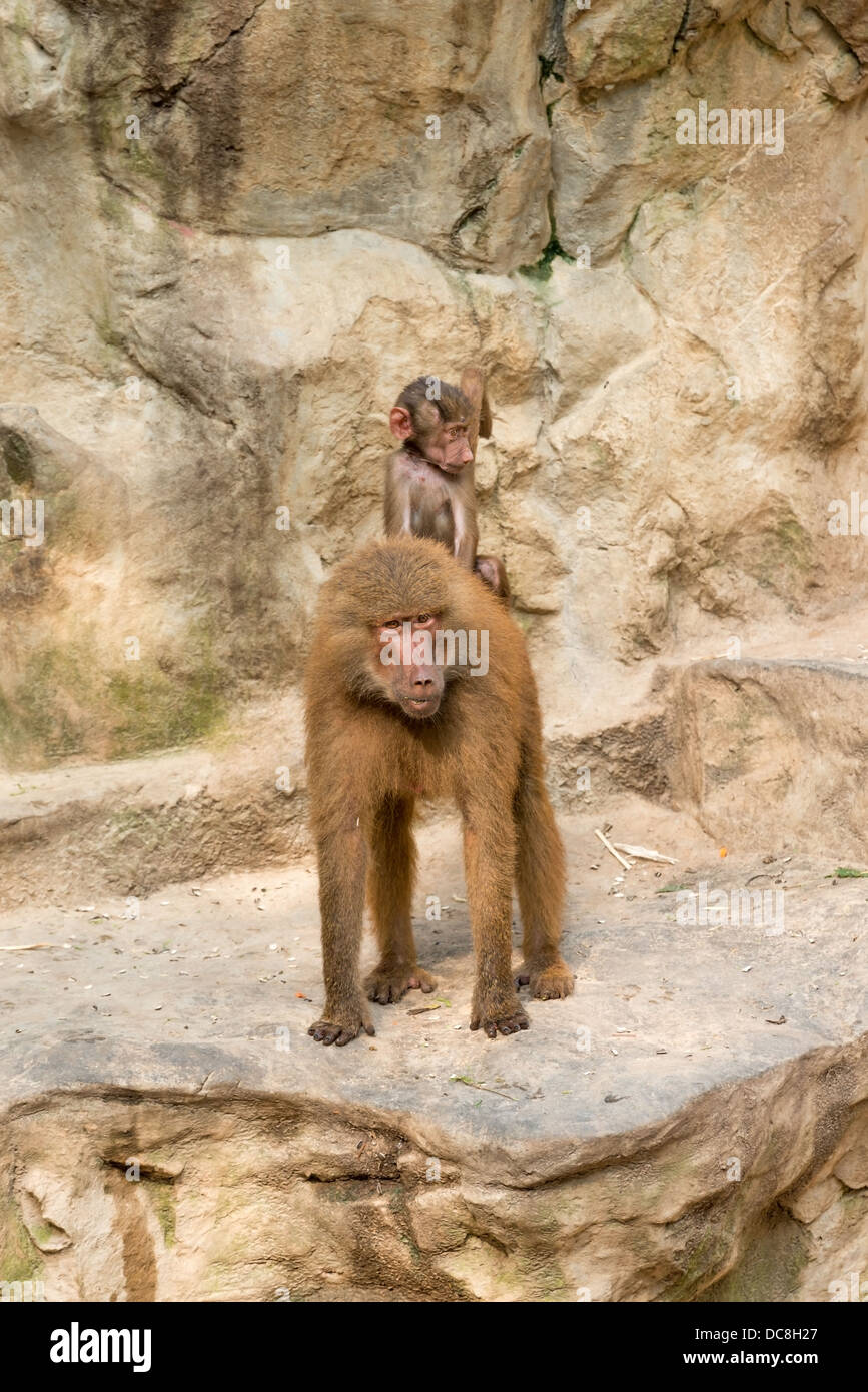 Baboon baby riding on it's mother's back with yellow stone on ...