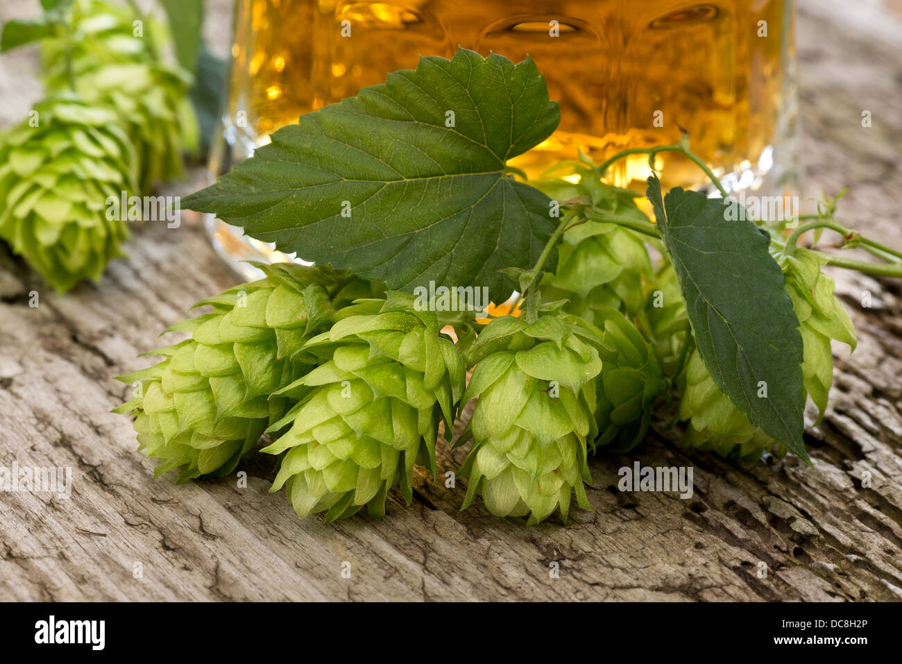 Beer Hops High Resolution Stock Photography and Images - Alamy