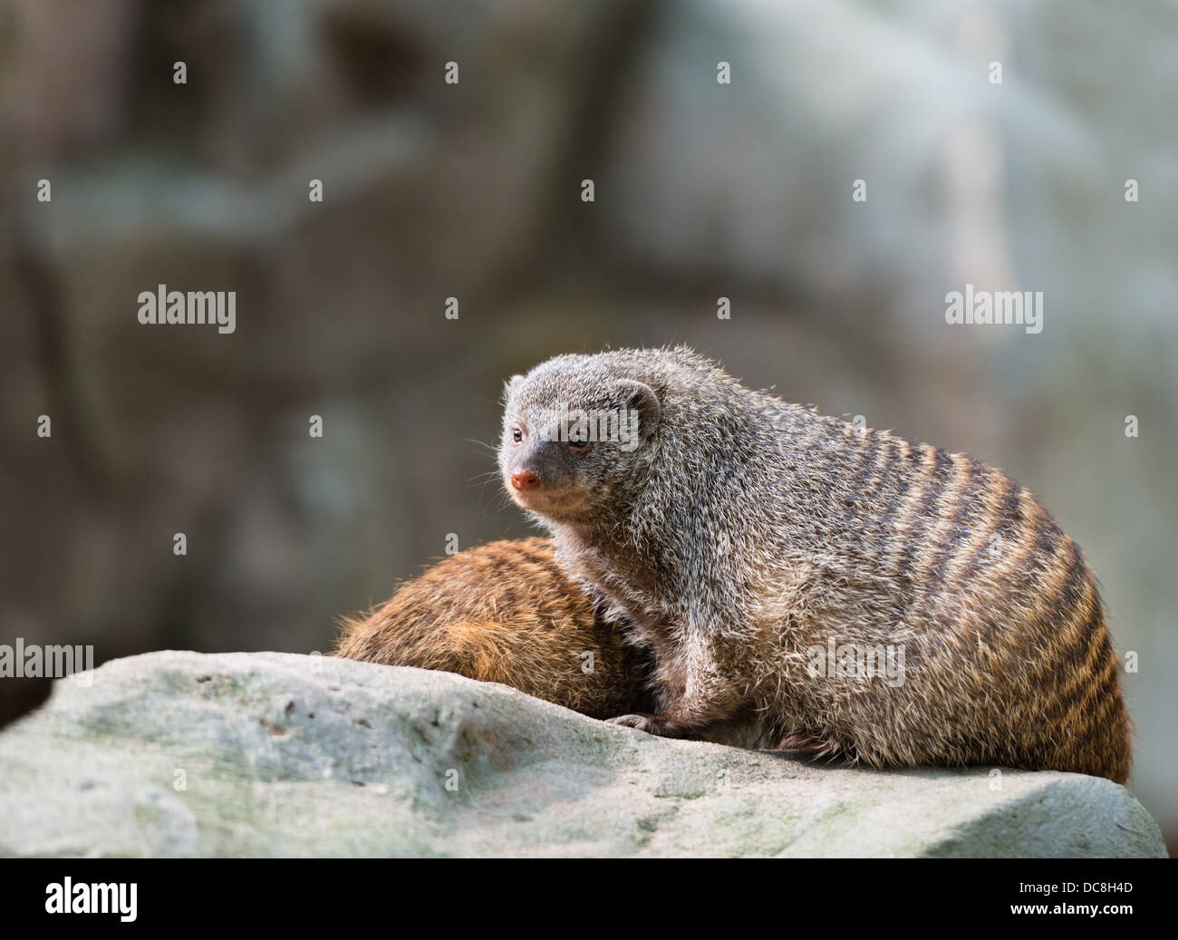 Two banded mongooses (Mungos mungo) on a stone Stock Photo - Alamy
