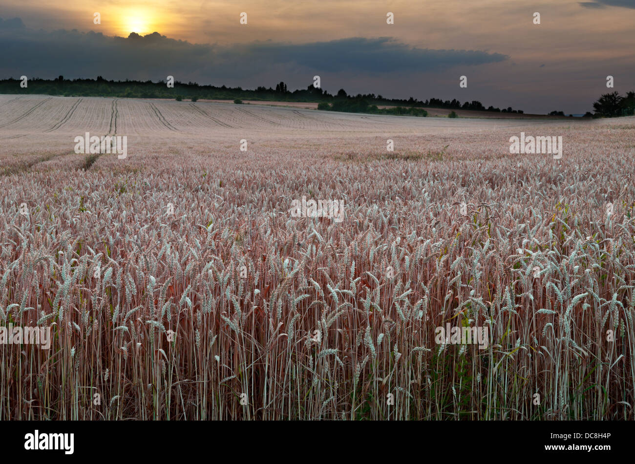 Wheat field agronomy hi-res stock photography and images - Alamy