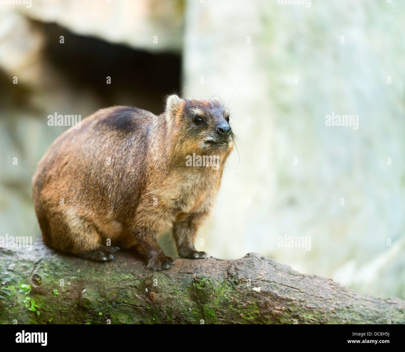Rock Hyrak (Procavia capensis) sitting on a tree log with a rock on ...