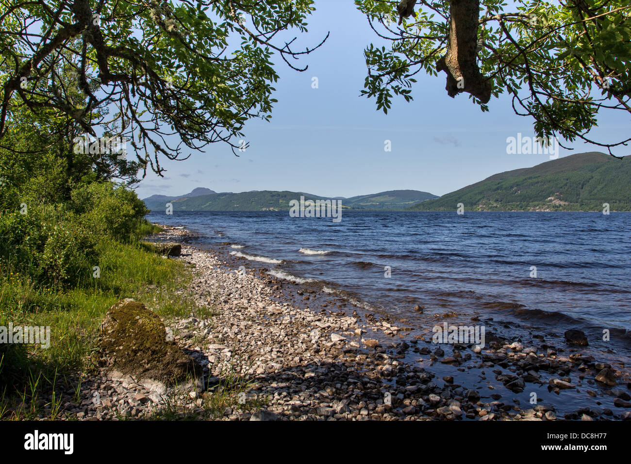 Mountain ash tree flowers hi-res stock photography and images - Alamy