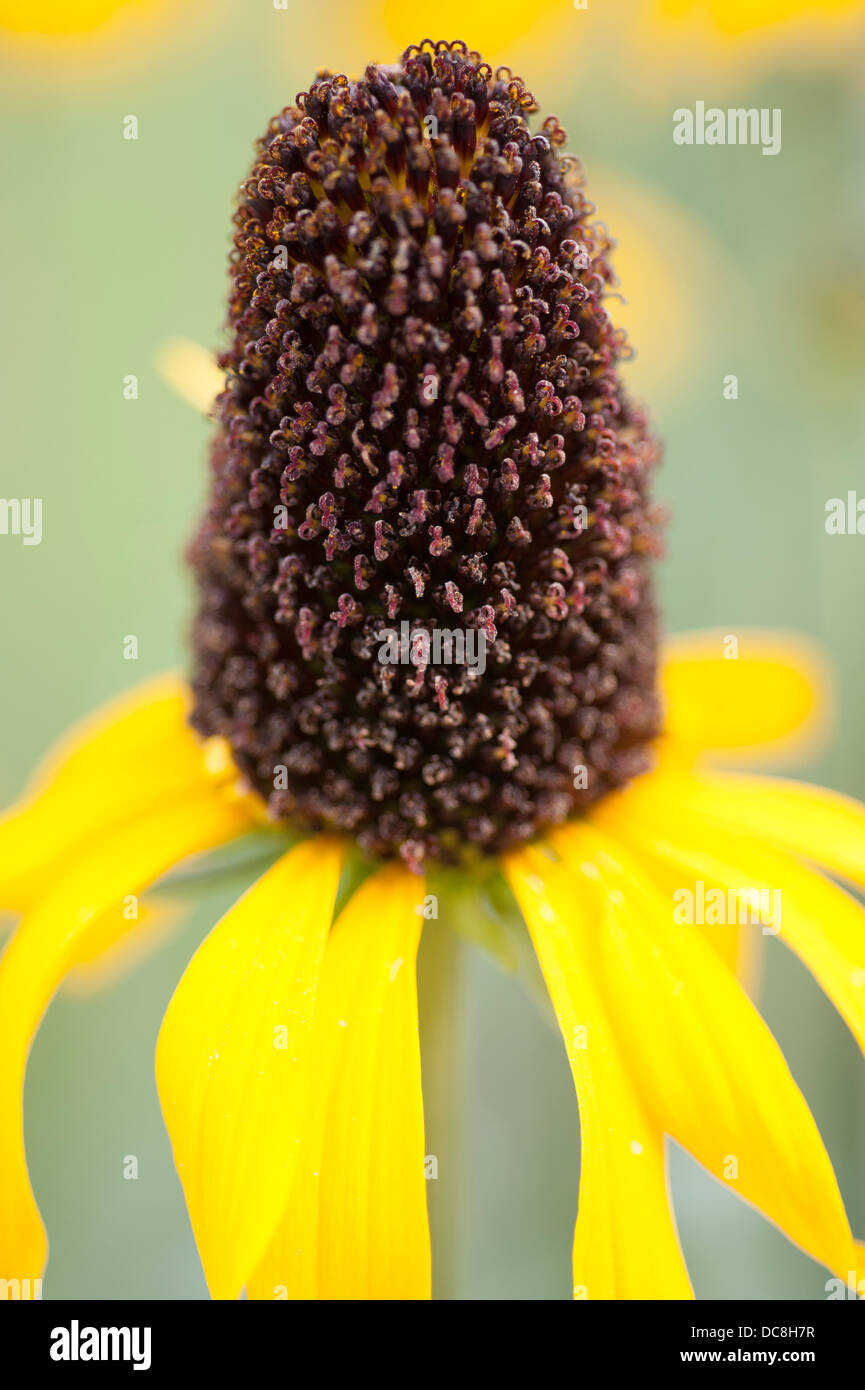 Rudbeckia maxima, Giant coneflower Stock Photo - Alamy