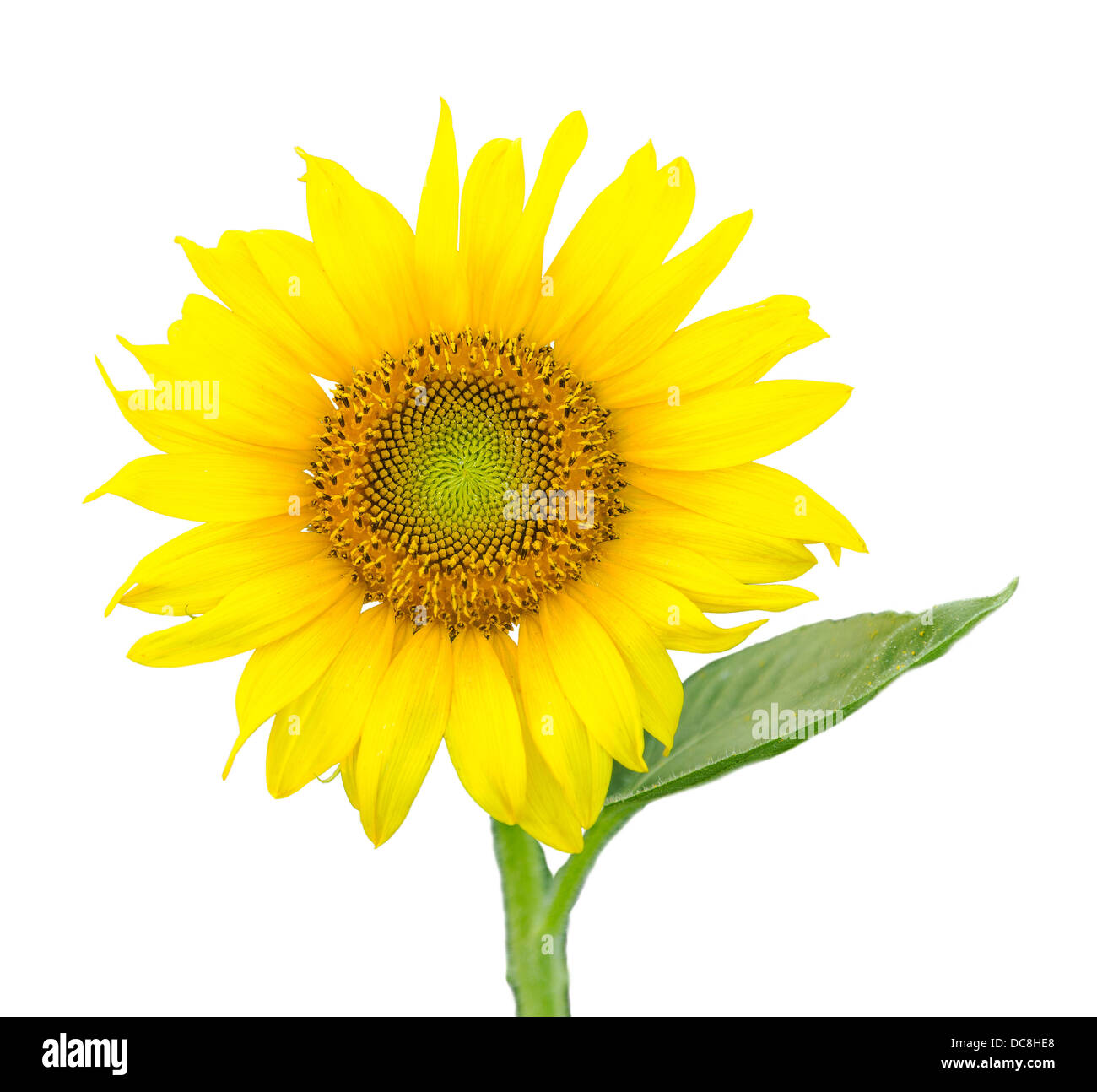 Single Sunflower Stock Photos & Single Sunflower Stock Images - Alamy