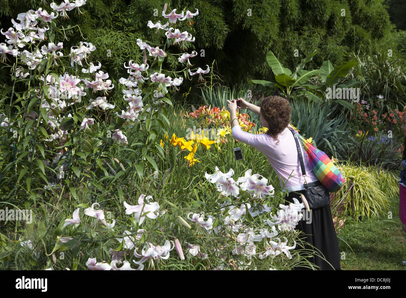 Woman stretches to get a memorable picture of the beautiful lilies in ...