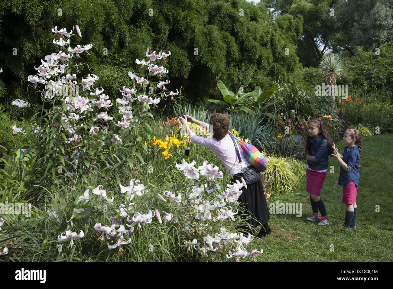 Woman stretches to get a memorable picture of the beautiful lilies in ...